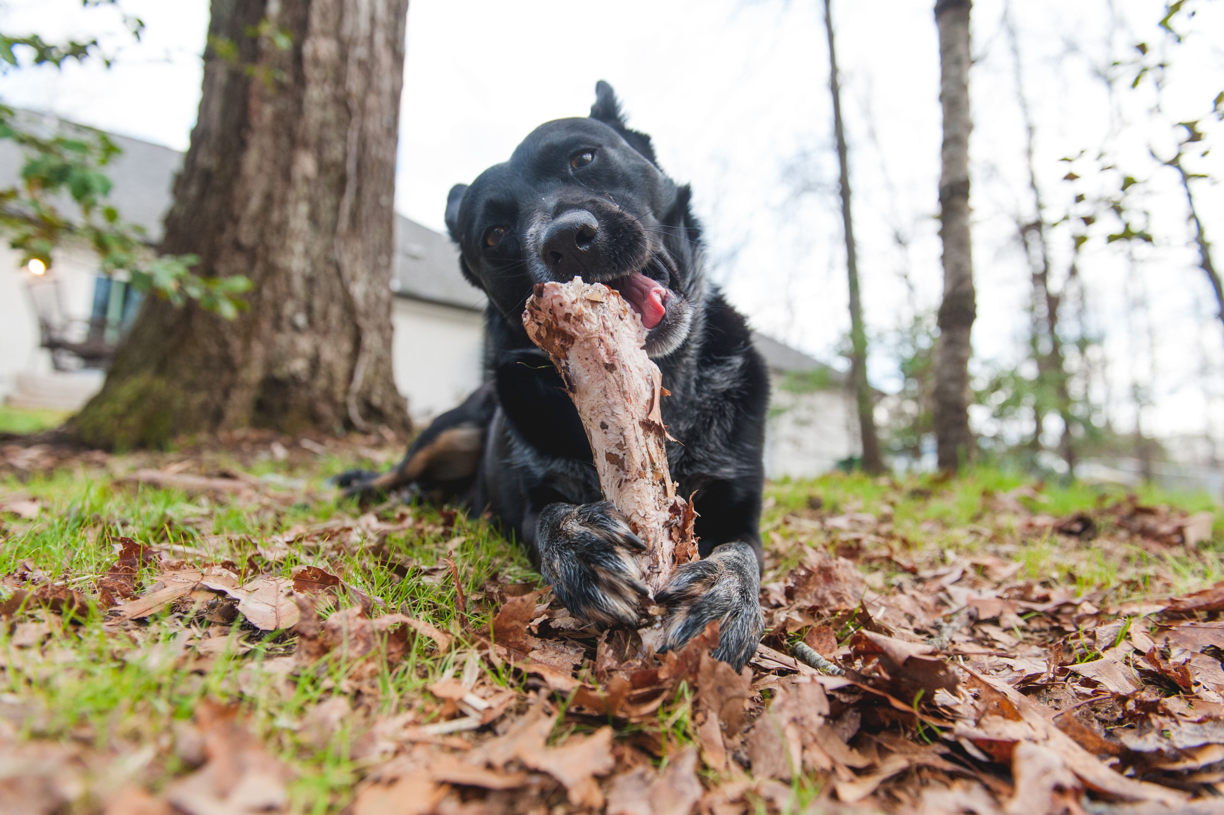 Raw Bones, Raw Diet and Dental Health – Dr. Julia Roach